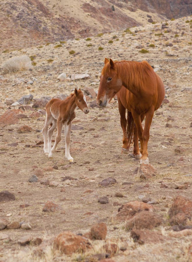 Wild Mustang Colt stock image. Image of western, colt - 23797713