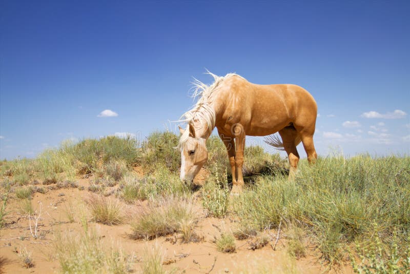 Wild mustang horse stock image. Image of grass, wind - 17813737