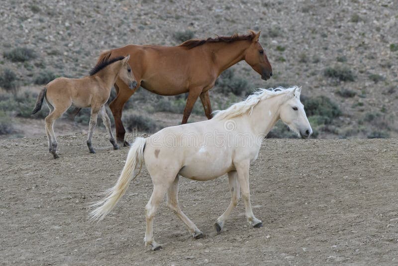 Wild Mustang Horses in Colorado Stock Image - Image of filly ...