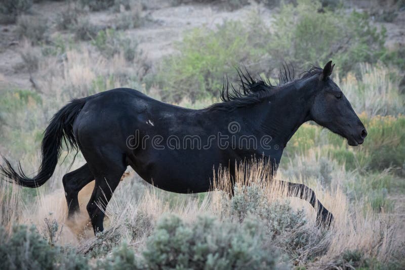 Wild Mustang Horses in Colorado Stock Photo - Image of gelding, hoofed ...