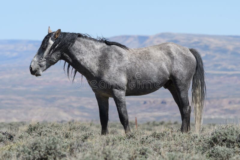 Wild Mustang Horses in Colorado Stock Photo - Image of basin, filly ...