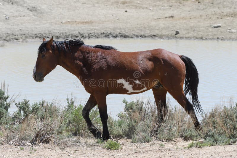 Wild Mustang Horses in Colorado Stock Image - Image of mane, montana ...