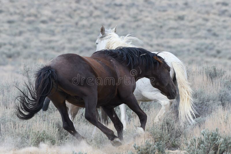 Wild Mustang Horses in Colorado Stock Image - Image of gelding, feral ...