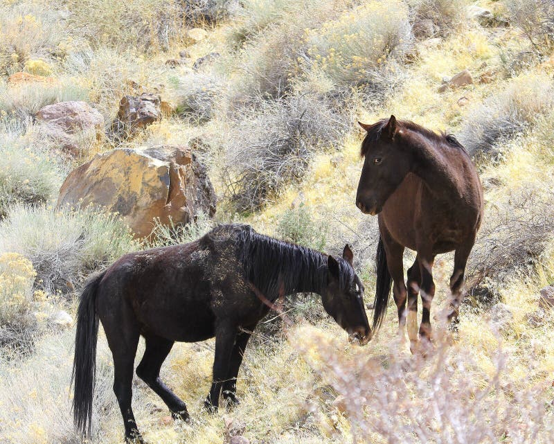 Wild Mustang Family Group at Leadville Nevada Stock Photo - Image of ...