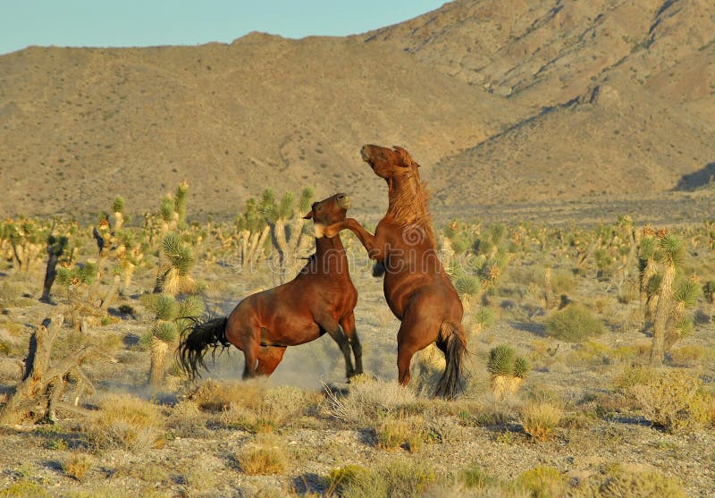 Wild Mustangs Horse Stallion Fight Fighting Stock Photo - Image of ...