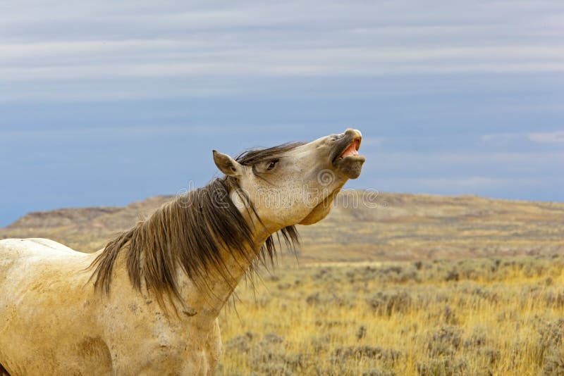 Horses in the forest stock image. Image of grass, mare - 11027099