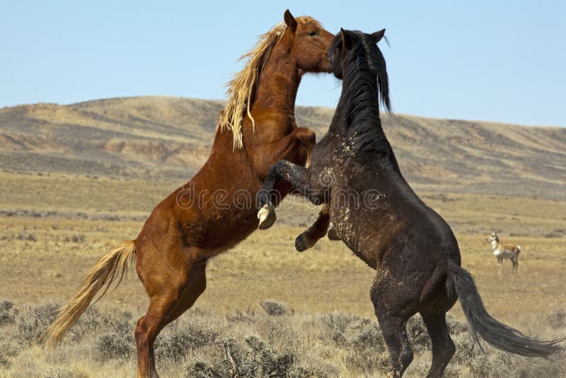 Wild Mustangs Horse Stallion Fight Fighting Stock Photo - Image of ...