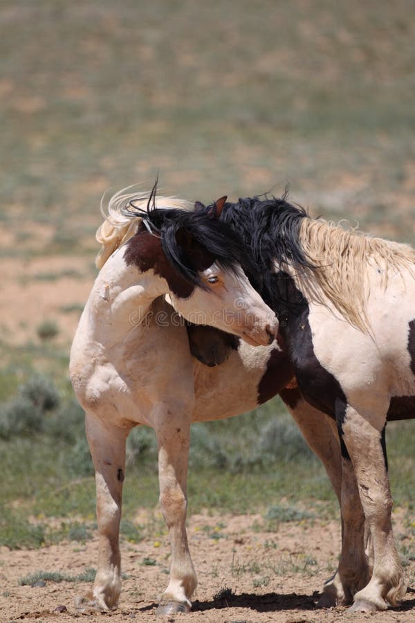 Wild Mustangs Horse Stallion Fight Stock Photo - Image of horse, fight ...