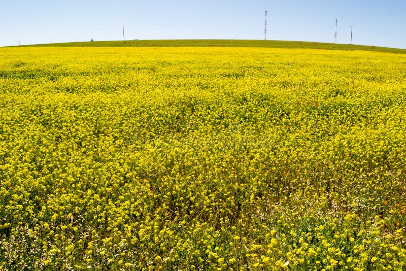 Wild Mustard field #2 stock photo. Image of species, natural - 69732448