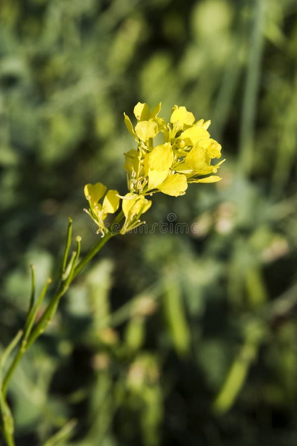 Wild Mustard Plant stock image. Image of shrub, grow, brassica - 367875