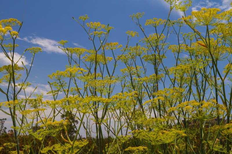 Wild Mustard stock photo. Image of green, botany, yellow - 42205436