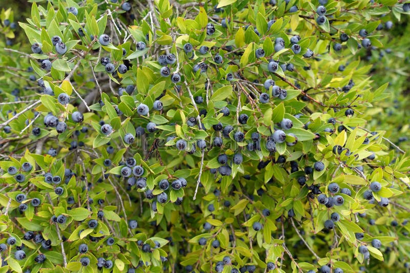 Wild Myrtle Branches with Berries Stock Image - Image of black, myrtus ...