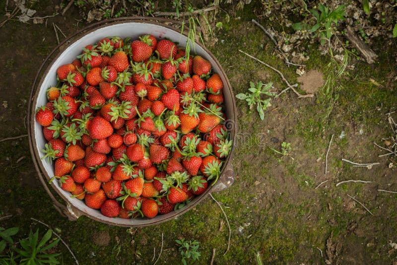 Wild Natural Red Strawberries, Strawberry in Iron Pot on Stock Image ...