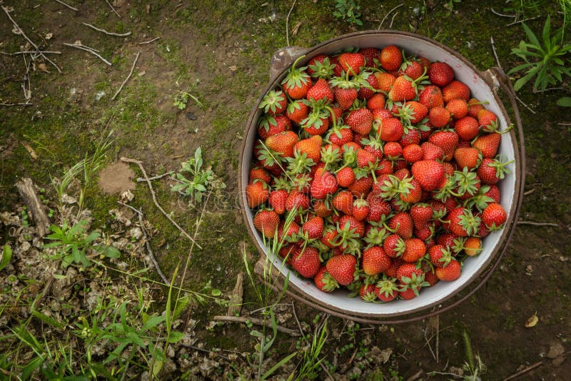 Wild Natural Red Strawberries, Strawberry in Rustic Iron Pot on Stock ...