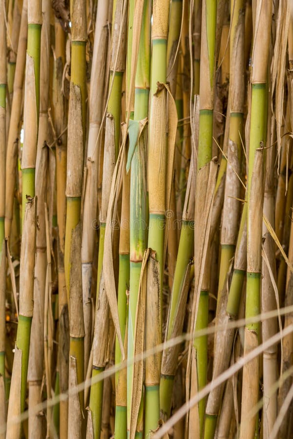 Wild sugar cane plant stock photo. Image of landscape - 105671676