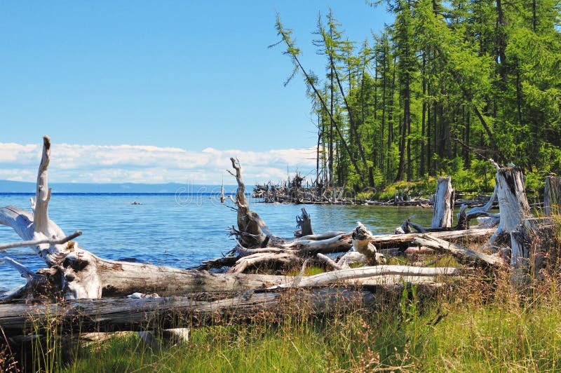 Wild nature. stock photo. Image of lake, tree, wildlife - 21327110