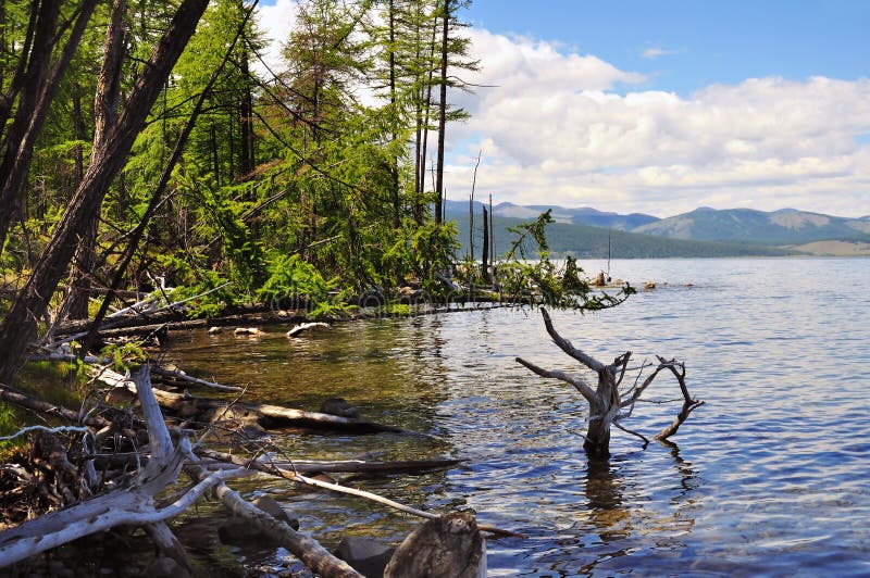 Wild nature. stock photo. Image of landscape, bush, light - 21374806