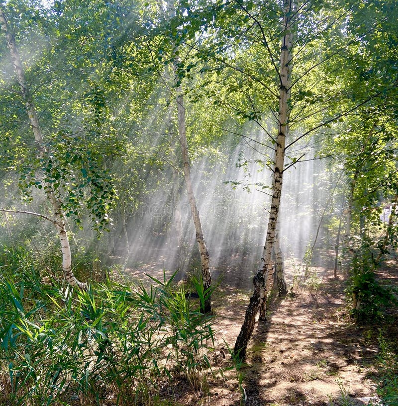 Wild nature around us stock photo. Image of walkin, quaranti - 201657992