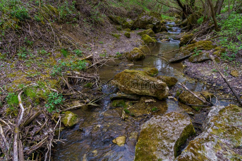 Wild Nature with a Damp Climate. Background with Selective Focus and ...
