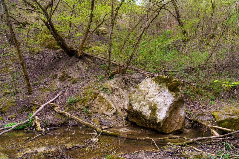 Wild Nature with a Damp Climate. Background with Selective Focus and ...