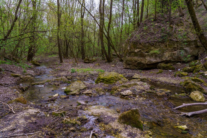 Wild Nature with a Damp Climate. Background with Selective Focus and ...