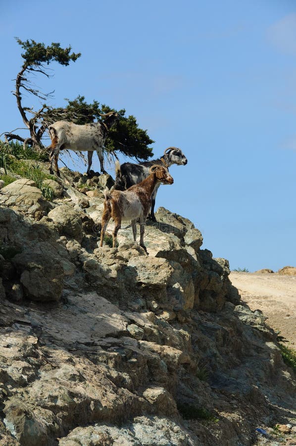 Wild nature exploration stock photo. Image of mountain - 8767720