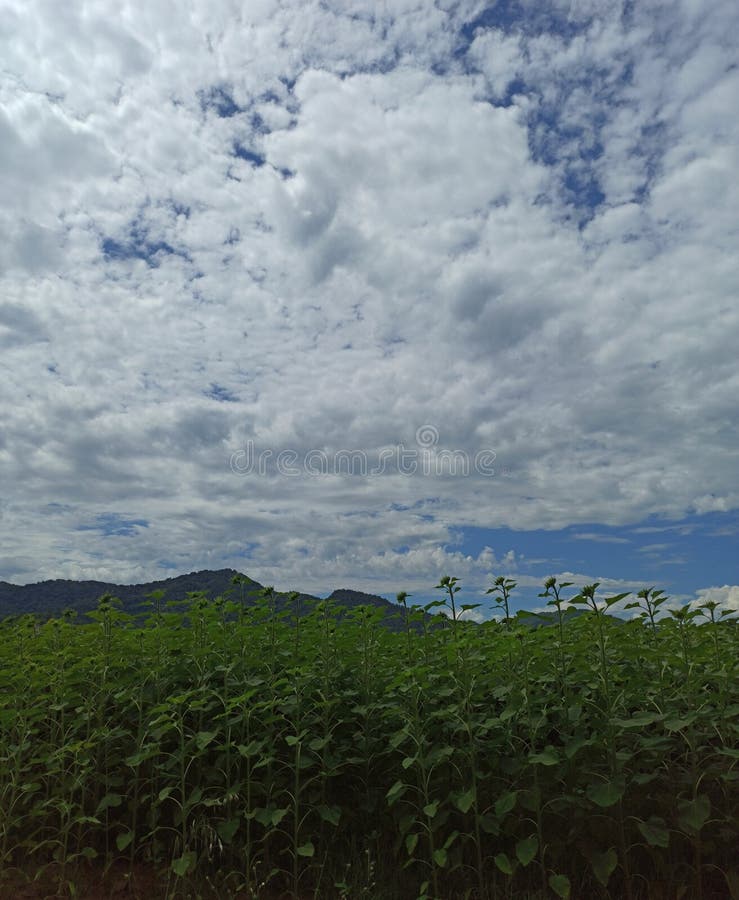 Wild Nature with a Far Mountain in Sasso Marconi Stock Photo - Image of ...