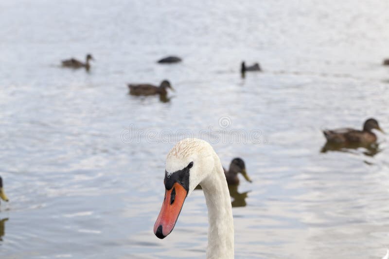 Wild Nature with Flying and Waterfowl Stock Photo - Image of natural ...