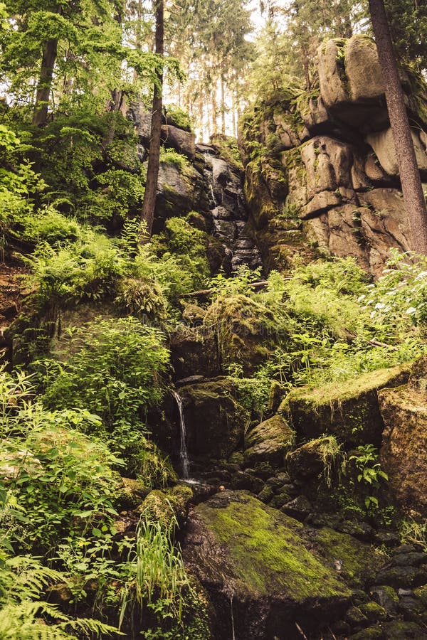 Wild nature in forest stock photo. Image of adventure - 63846862