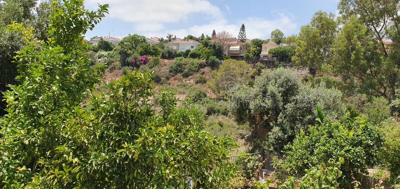 Wild nature in Israel stock image. Image of zichronyaakov - 153545927