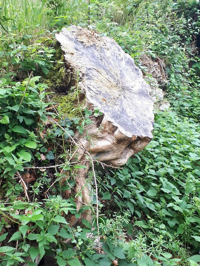 Wild Nature Overgrown Tree Stump Stock Image - Image of green, tree ...