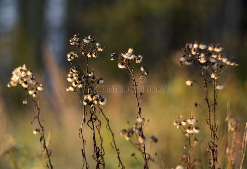 Wild Nature of Russia in the Summer. Stock Image - Image of color ...