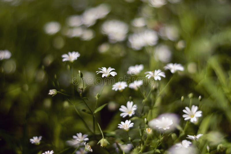 Wild Nature of Russia in the Summer. Stock Photo - Image of field ...