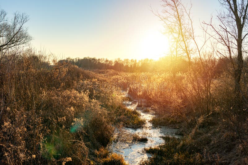 Wild Nature with Stream and Reed at Sunset Stock Photo - Image of ...