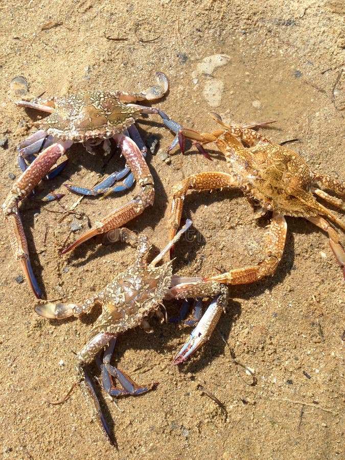 Wild nature stock photo. Image of wild, three, crabs - 56881470