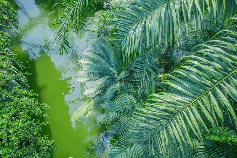 The Wild Nature. Top View of Beautiful Landscape of Tropical Forest ...