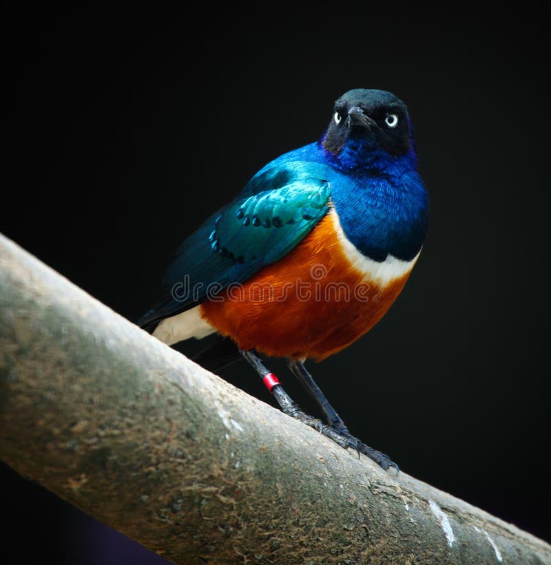 Wild Nature Tropical Blue Bird Black Background Stock Photo - Image of ...