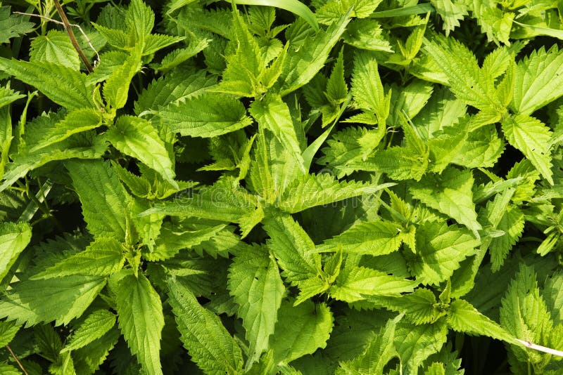Wild Nettles Growing in the Spring Stock Image - Image of grow ...