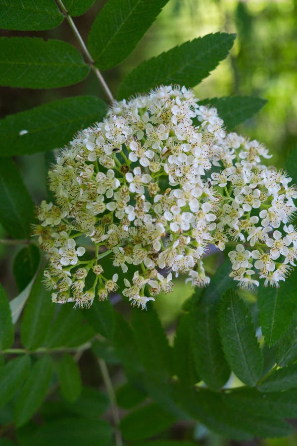 Wild Nine Bark Tree Cluster of Blossoms Stock Image - Image of blooming ...