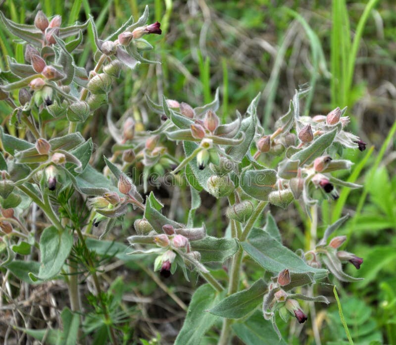 In the Wild, Nonea Pulla Blooms Stock Photo - Image of monkswort, color ...