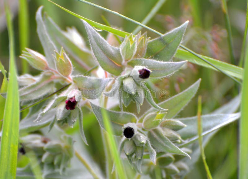 In the Wild, Nonea Pulla Blooms Stock Image - Image of green, blooming ...