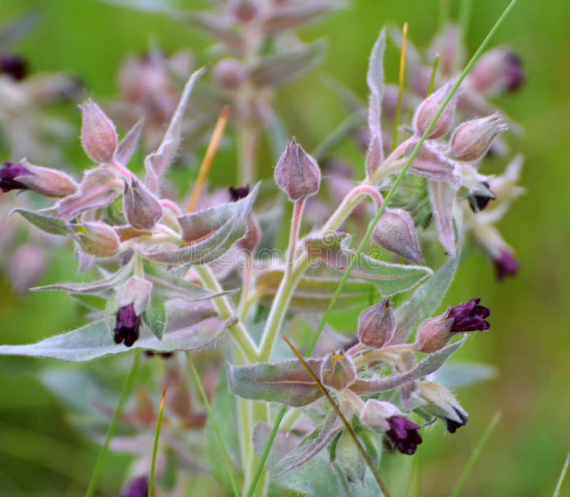 In the Wild, Nonea Pulla Blooms Stock Image - Image of green, blooming ...