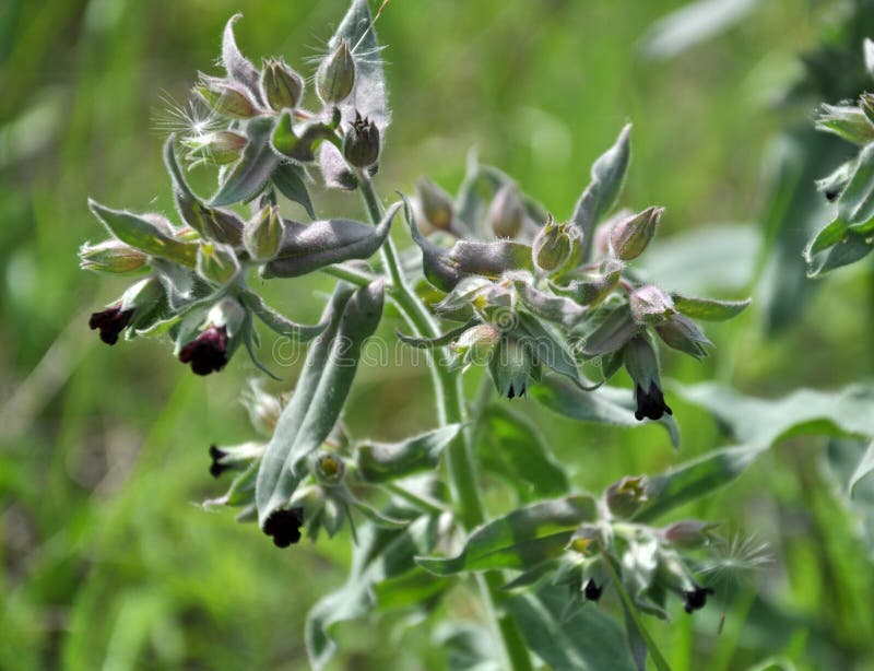 In the Wild, Nonea Pulla Blooms Stock Image - Image of blooming ...