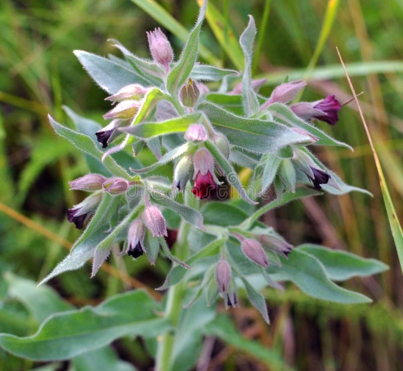 In the Wild, Nonea Pulla Blooms Stock Image - Image of hairy, natural ...