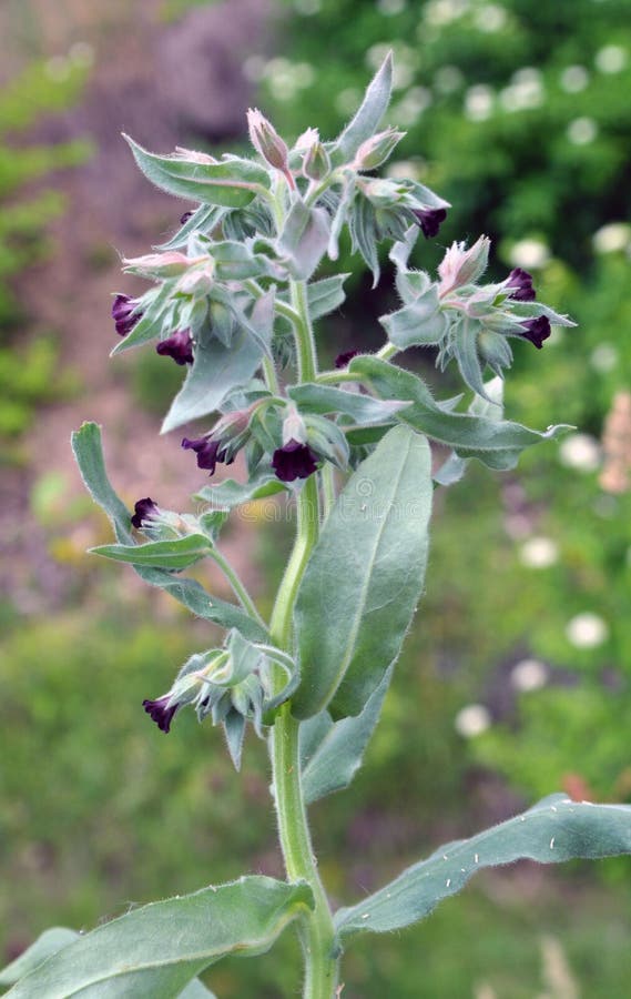 In the Wild, Nonea Pulla Blooms Stock Image - Image of boraginaceae ...
