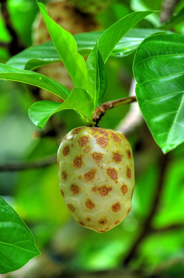 Wild Noni Fruit on the Tree Branch Stock Image - Image of nutrients ...