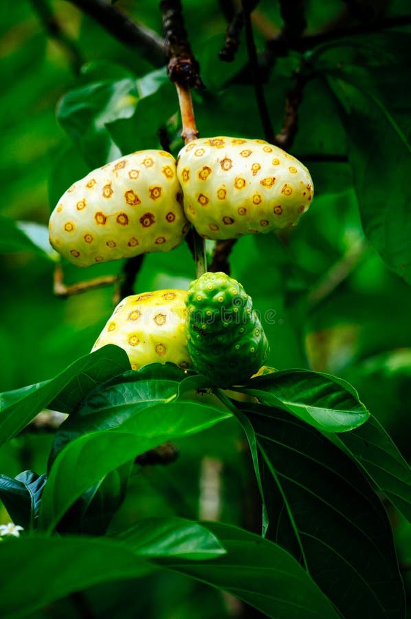 Wild Noni Fruit on the Tree Branch Borneo Rain Forest Stock Photo ...