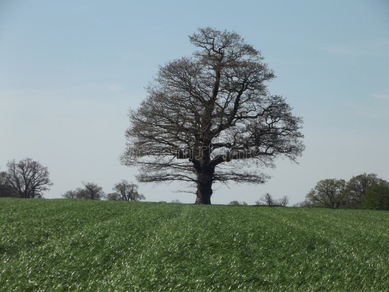 Wild Oak stock photo. Image of mature, wild, countryside - 90622762