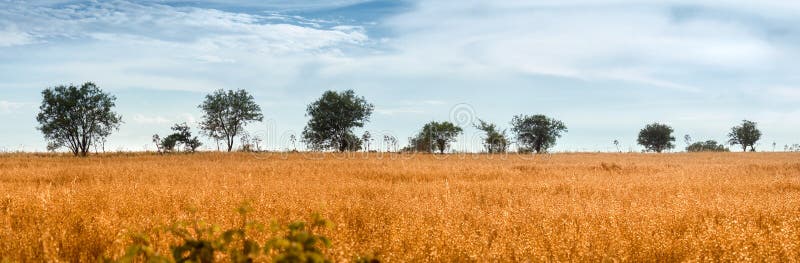 Wild Oat Field with Trees stock photo. Image of clouds - 72930640