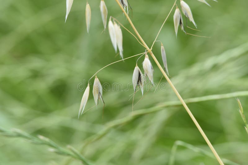 Wild oats stock photo. Image of environment, kanagawa - 149404336